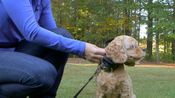 Pro Trainer Robin MacFarlane: How to Train Your Dog.
