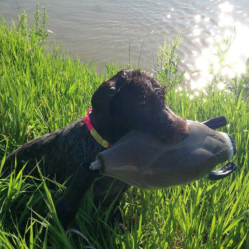 MOPIX - Customer Photo: Rhonda Strong Wiley's Beautiful Bearded Draht.