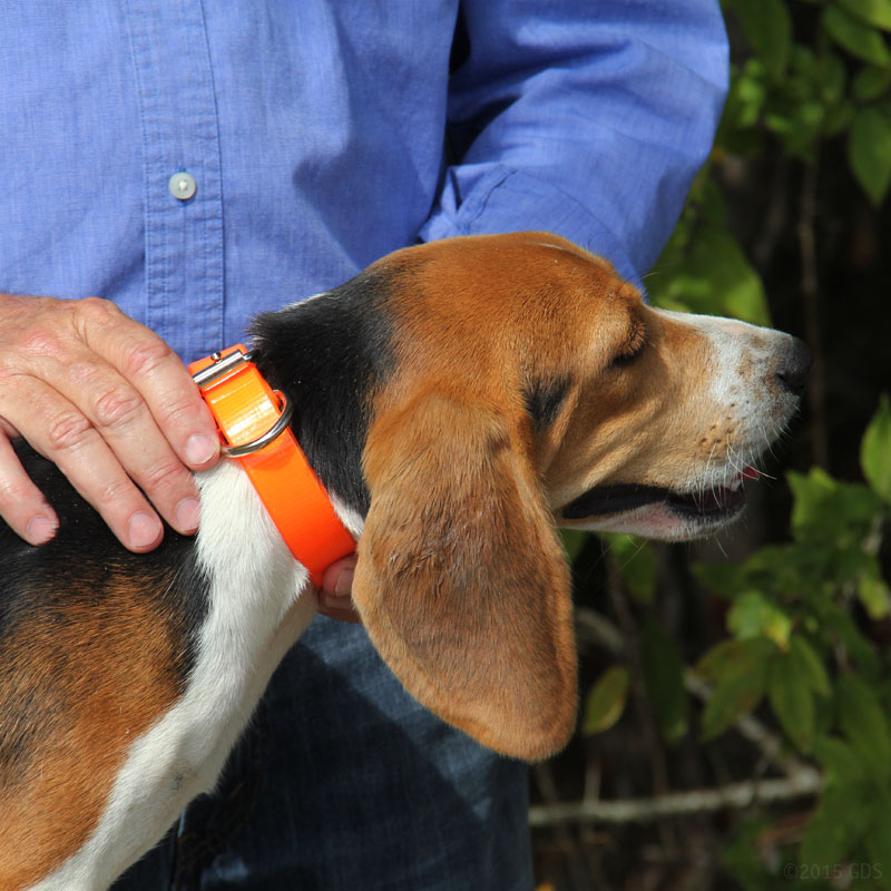 MOPIX - SunGlo D-End Collar on a Beagle.