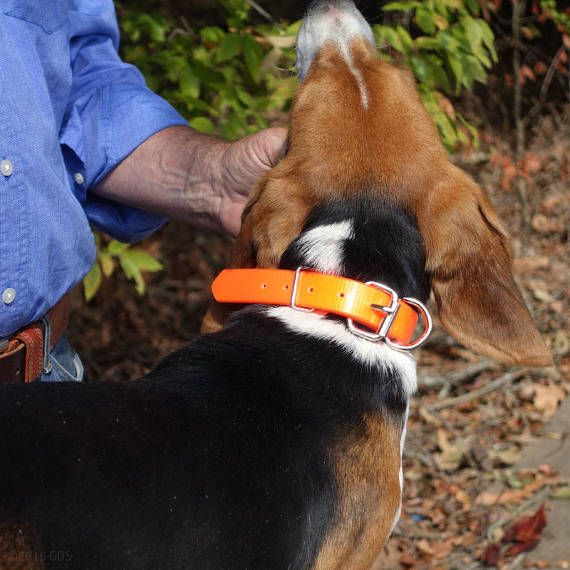 MOPIX - SunGlo D-End Collar on a Beagle.