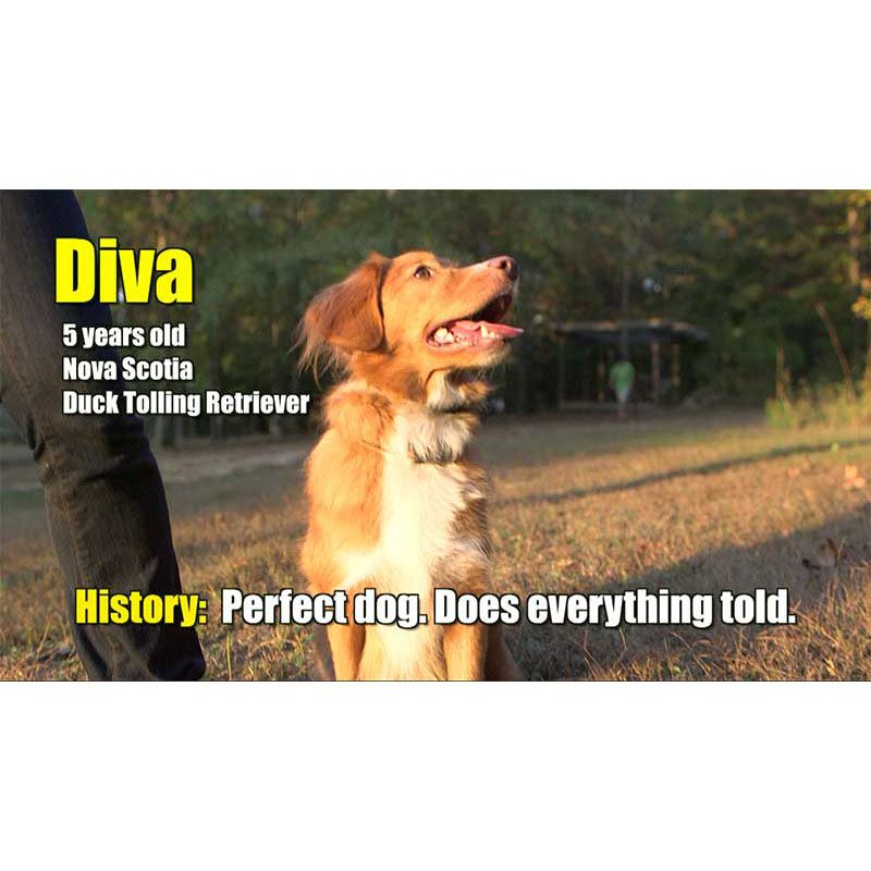 Basic Obedience Ecollar Training by Robin MacFarlane DVD -- Pro Dog ...