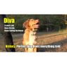 Basic Obedience Ecollar Training by Robin MacFarlane DVD -- Pro Dog ...