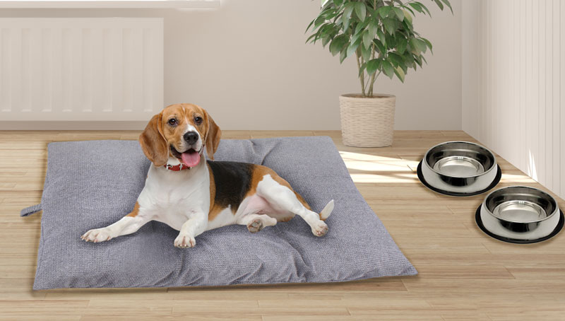 New Dog Essentials & Starter Kits.