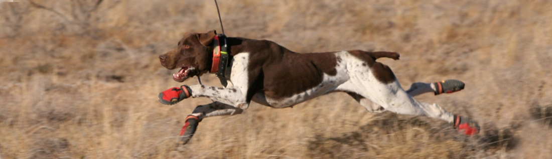 Shop Dog Tracking Collars & Systems for Hunting Dogs
