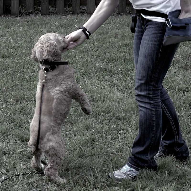 Dog Tricks: Teaching Your Dog to Dance.