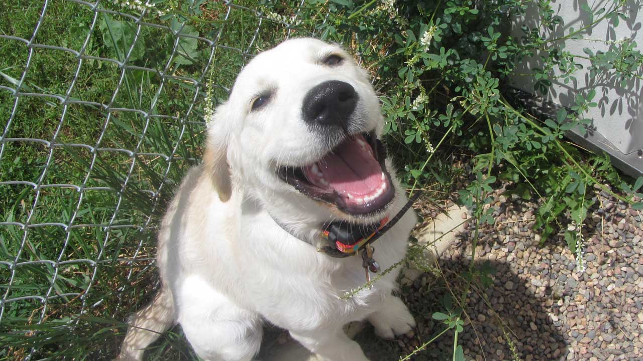 E-Collar Use: Training vs. Enforcing | Gun Dog Supply