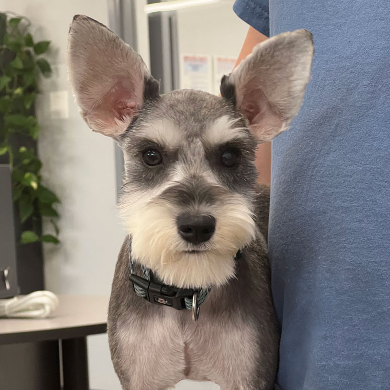 Karen's Dog Otis (Miniature Schnauzer) | Gun Dog Supply