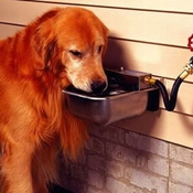Automatic Dog Waterers.