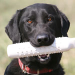 FAQ -- Retrieving Dummies and Dog Bumpers.