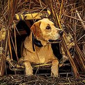 Duck Dog Stands, Blinds & Boat Ladders for Duck Hunting.