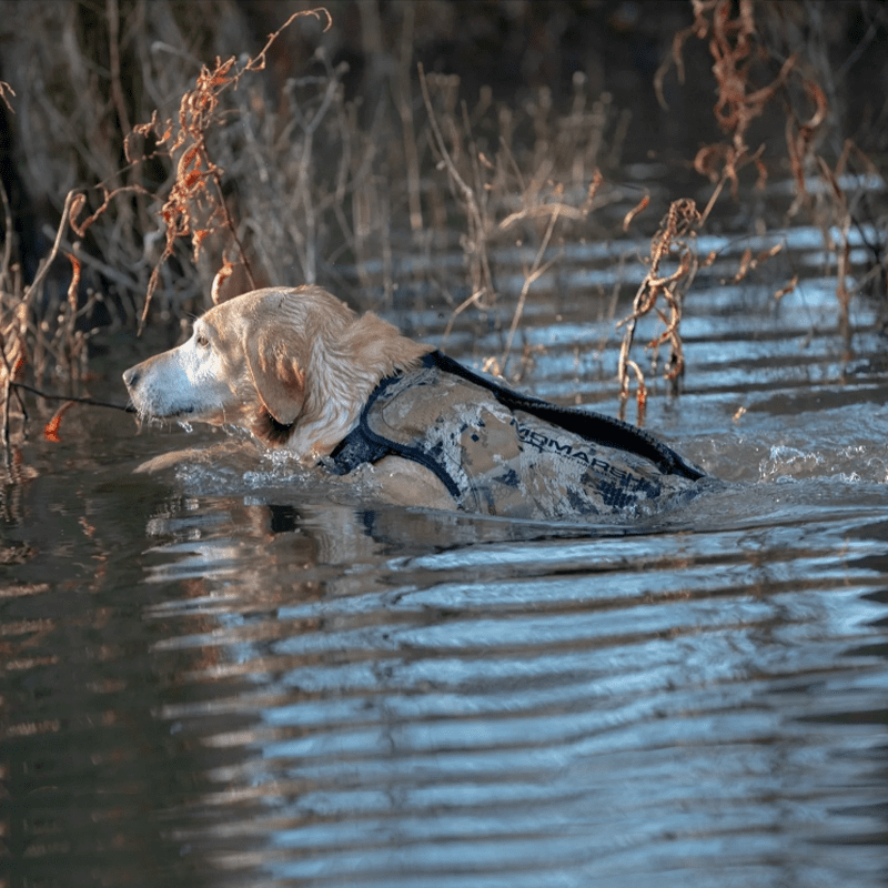 MOPIX - Flotation Vest on Dog.