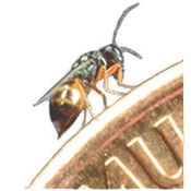 Dog Waste Management and Fly Control.