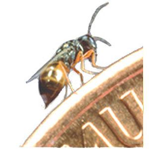 Spalding fly predators store