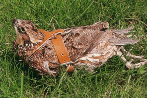 Game Bird Equipment - Pigeon, Quail, Pheasant, etc..