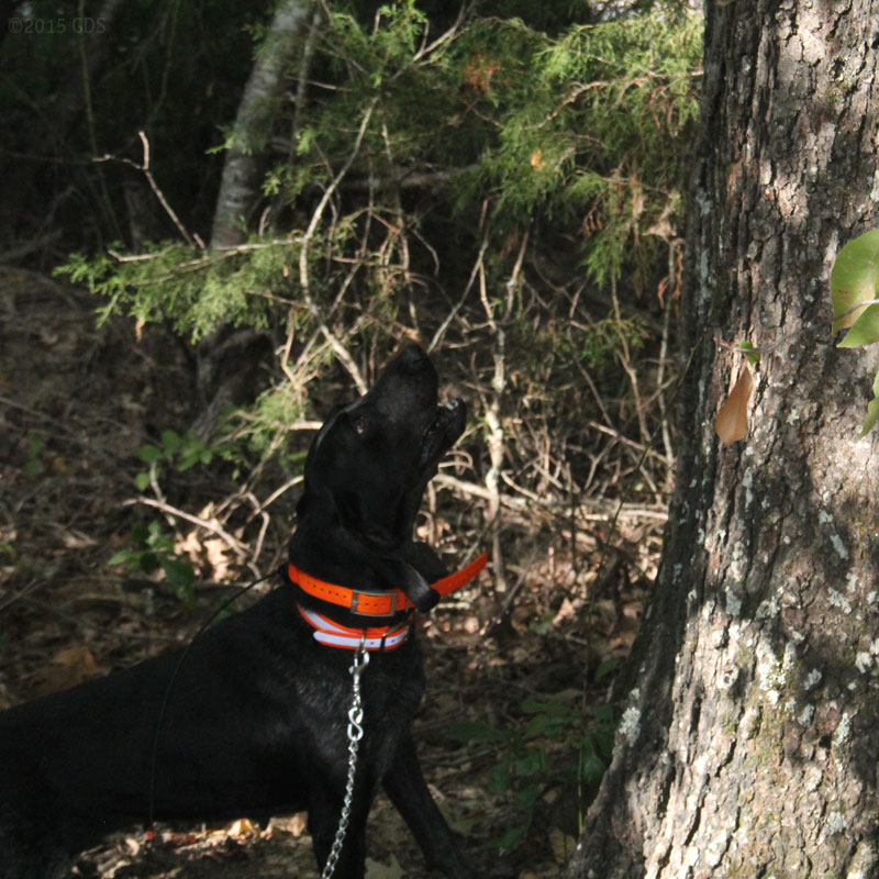 MOPIX - Garmin Astro T5 Collar on a Hound.