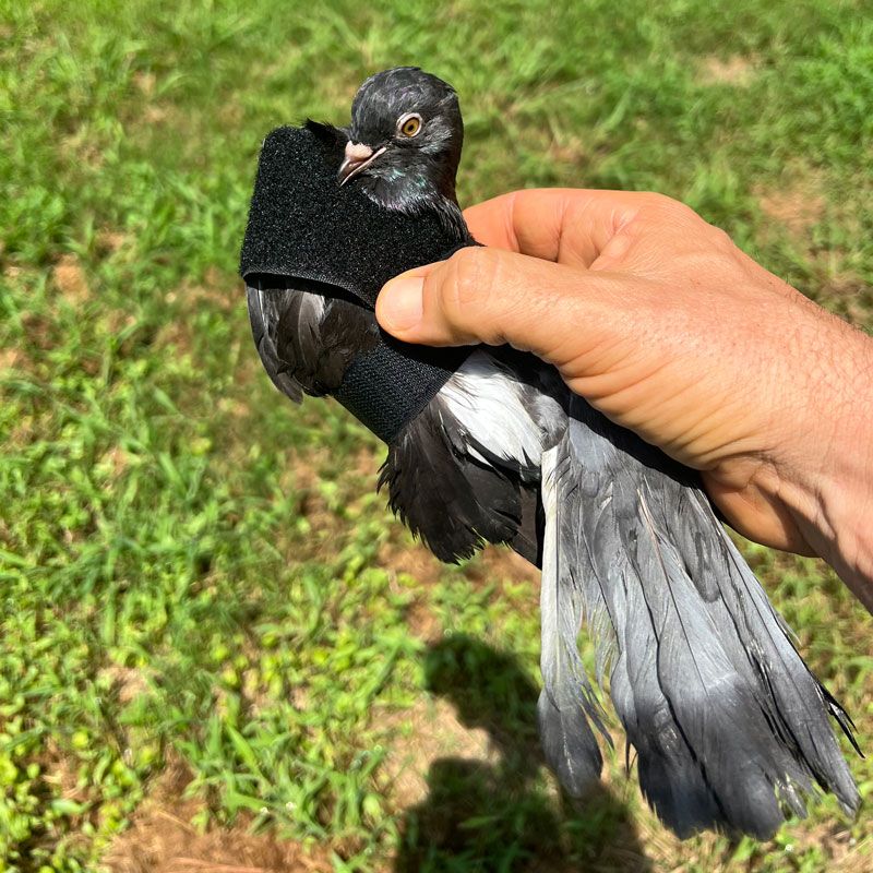 GDS Quail Restraint Harness. $3.75.