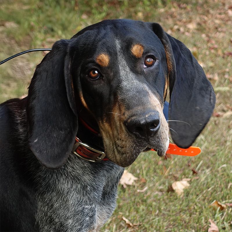 Featured Hound Gear | Gun Dog Supply