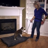 Robin MacFarlane Ecollar & Other Dog Training Videos.