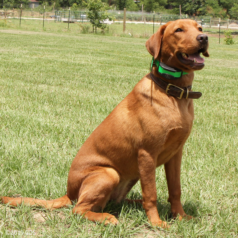 How to Use an E-Collar to Tighten Form and Performance | Gun Dog Supply