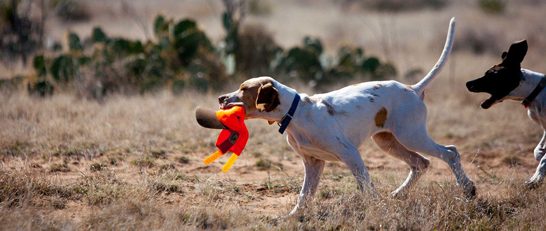 GUN DOG SUPPLY reviews Hunting Dog Training Collars & Supplies for ...