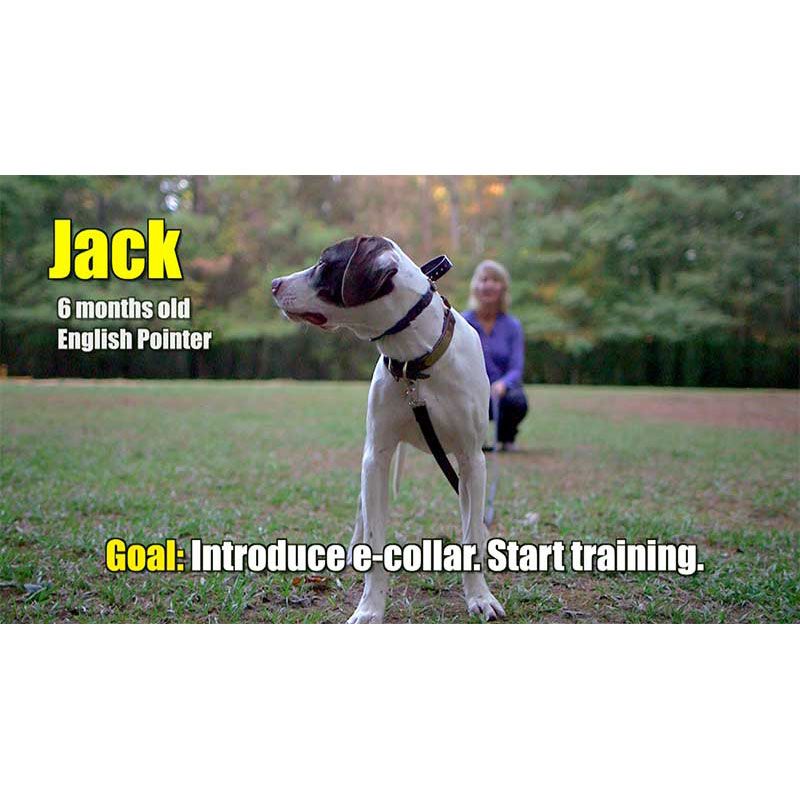 Basic Obedience Ecollar Training by Robin MacFarlane DVD -- Pro Dog ...