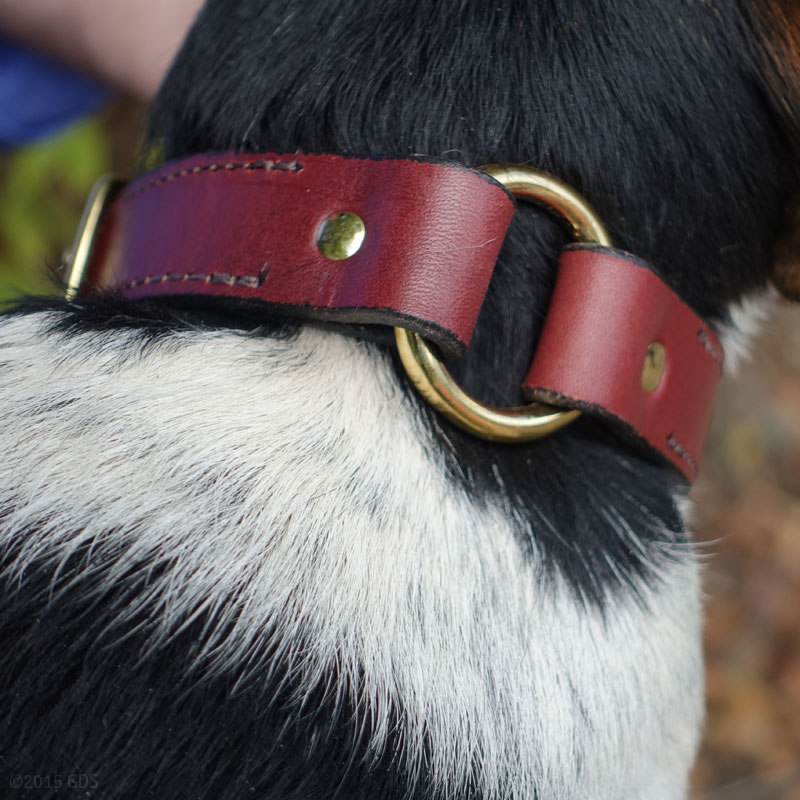 MOPIX - Leather Dog Collar on a Beagle.