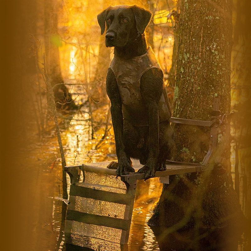 MOmarsh Portable Ramp Stand For Hunting Dogs MOmarsh Ramp Stand ...