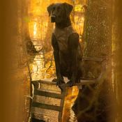 Duck Dog Stands, Blinds & Boat Ladders for Duck Hunting.