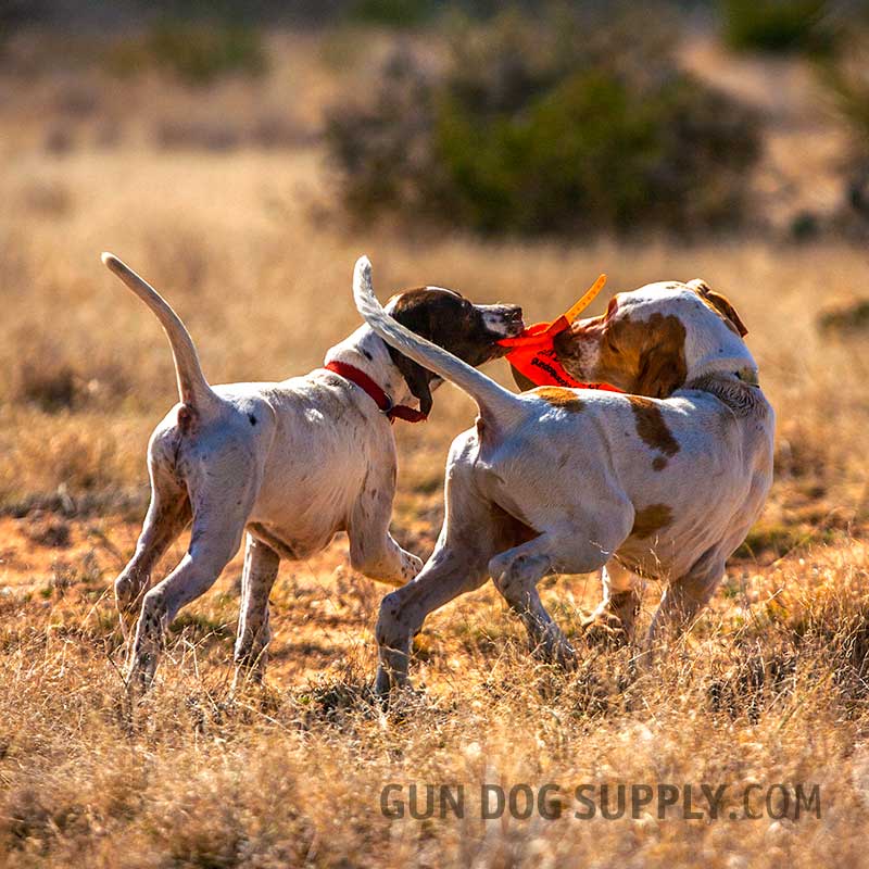 Most Popular Dog Names | Gun Dog Supply