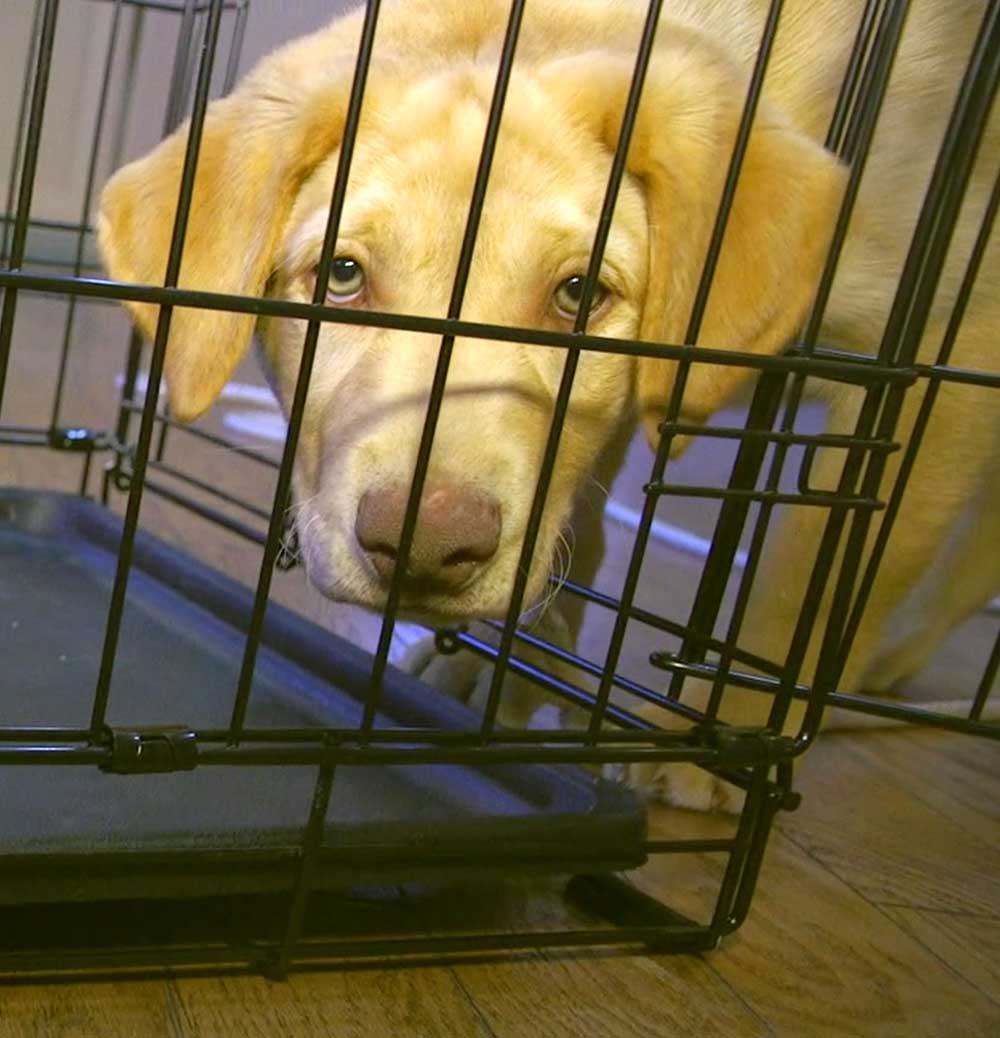 New Puppy Tips new-puppy-tips