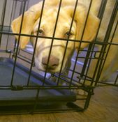 Pro Trainer Robin MacFarlane: How to Train Your Dog.