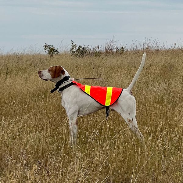 ORANGE Dog Visibility Safety Cape | Gun Dog Supply