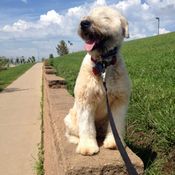 Pro Trainer Robin MacFarlane: How to Train Your Dog.