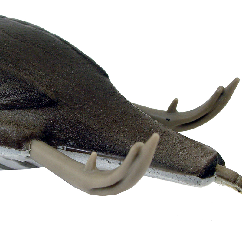 MOPIX - Prairie Chicken Feet Detail.