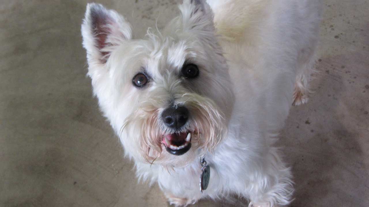 Proofing: How to Help Your Dog Really "Get It.".