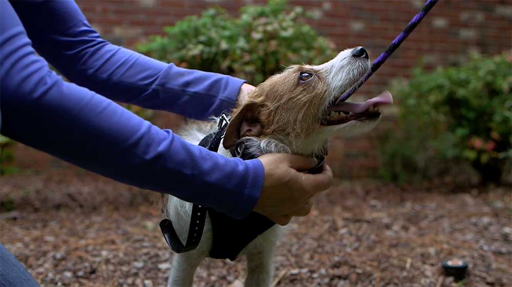 Proper Fit of E-Collar.