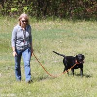 Robin MacFarlane Ecollar & Other Dog Training Videos.