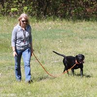 Robin MacFarlane Ecollar & Other Dog Training Videos.