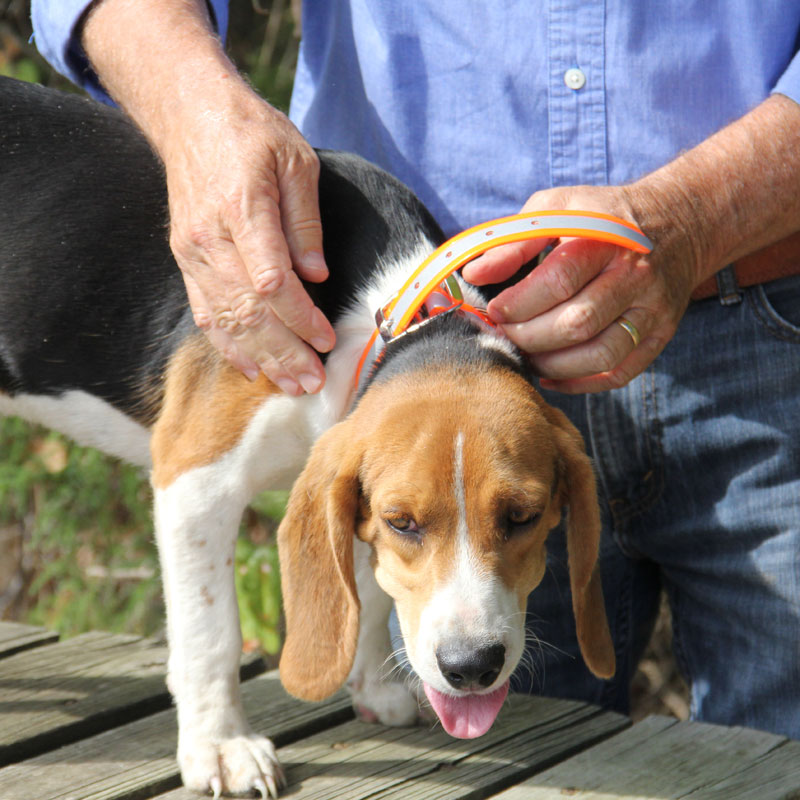 MOPIX - SunGlo Reflective Center Ring Collar on a Beagle.