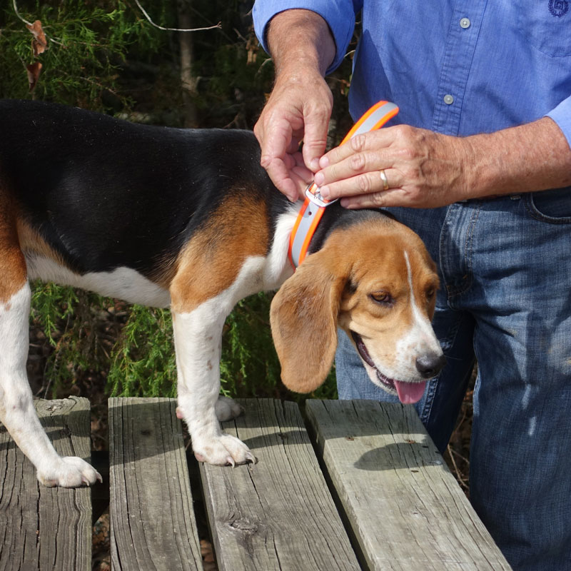 MOPIX - SunGlo Reflective Center Ring Collar on a Beagle.