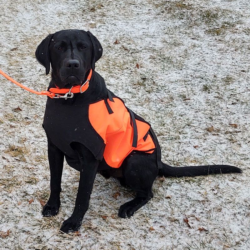 SYLMAR Body Guard Dog Vest -- ORANGE. $47.95.