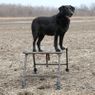 Final Stand Dog Platform by MOmarsh. $139.99. FREE Shipping US48