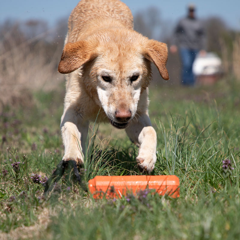 MOPIX - Mark Dog Training Dummy in Use.
