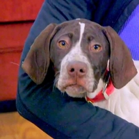 Robin MacFarlane Ecollar & Other Dog Training Videos.