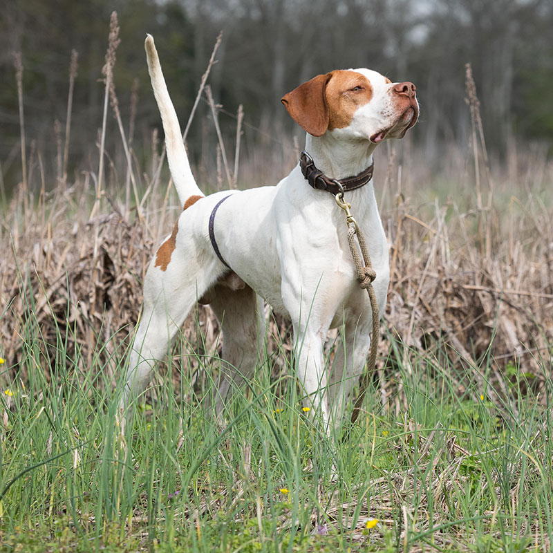 Steve's Dog Bull (English Pointer).