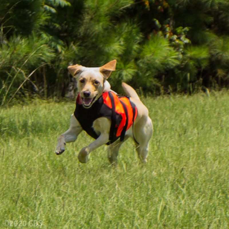 SYLMAR Body Guard Dog Vest -- ORANGE. $47.95.