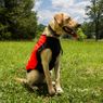 SYLMAR Body Guard Dog Vest -- ORANGE. $47.95.