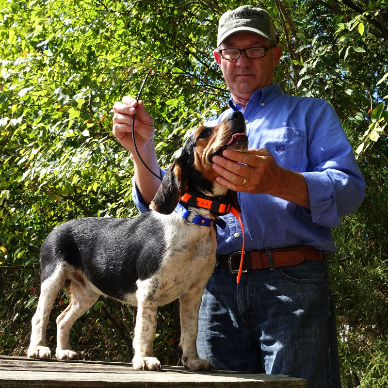MOPIX - T5 MINI Collar on a Beagle.