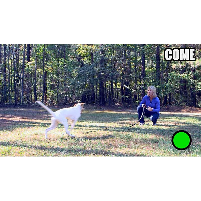 Basic Obedience Ecollar Training by Robin MacFarlane DVD -- Pro Dog ...