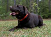 Pro Trainer Robin MacFarlane: How to Train Your Dog.